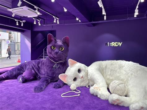 Nerdy Flagship Store In Seoul Korean Streetwear And Giant Cats