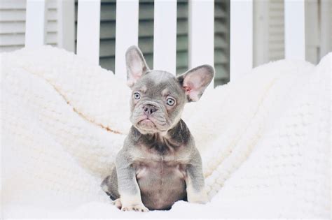 Frenchie Doodle Frenchie Doodle Puppies