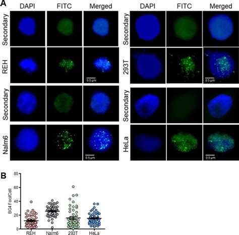 Characterization Of G Quadruplex Antibody Reveals Differential