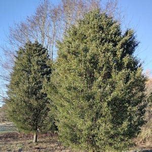 Atlantic White Cedar Chamaecyparis Thyoides Etsy