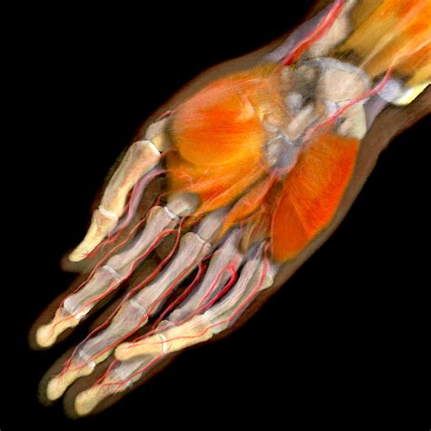 Muscles Of The Hand And Wrist Interactive Anatomy Guide