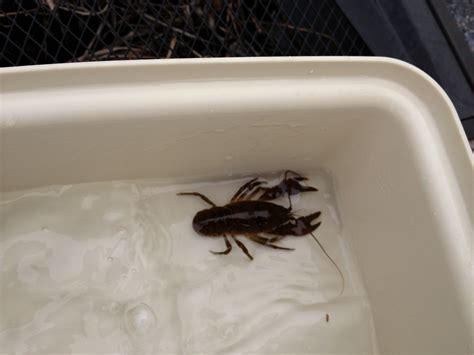 Crayfish Caught In Our Pool Crayfish Backyard Pool