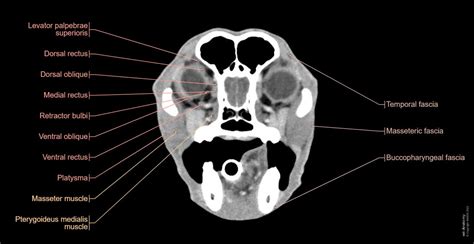 The Canine Head And Skull Ct Normal Anatomy Vet Anatomy
