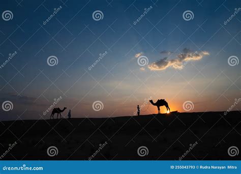 Silueta De Dos Camelleros Y Sus Camellos En Dunas De Arena Del Desierto