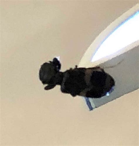 Nymph Of A Cockroach Pest Control Canada