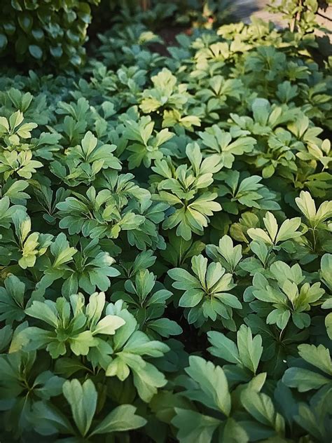 Pachysandra The Perfect Ground Cover For Lush Shade Gardens Gardenapro