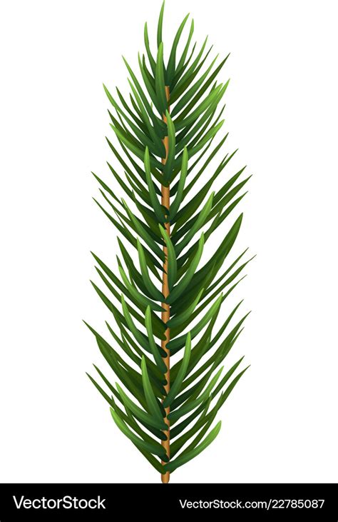 Pine Tree Leaves