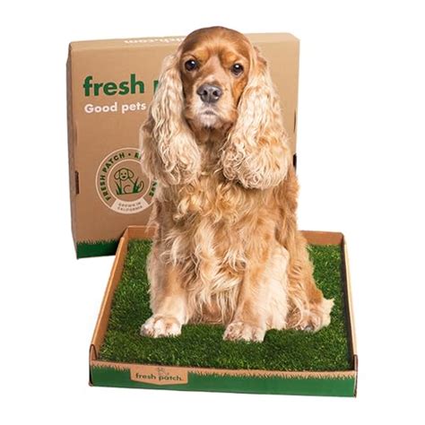 Best Grass For Pets Top Artificial Grass Pads And Real Grass Solutions