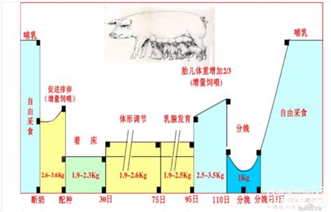 润农许志鹏：浅谈智能化养猪发展现状与趋势 养猪信息网 广东养猪信息网 广东省养猪行业协会主办