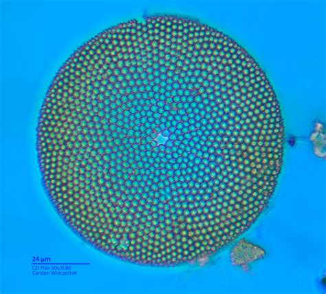 Dunkirk Maryland Diatomit Der Sammelthread Seite 3