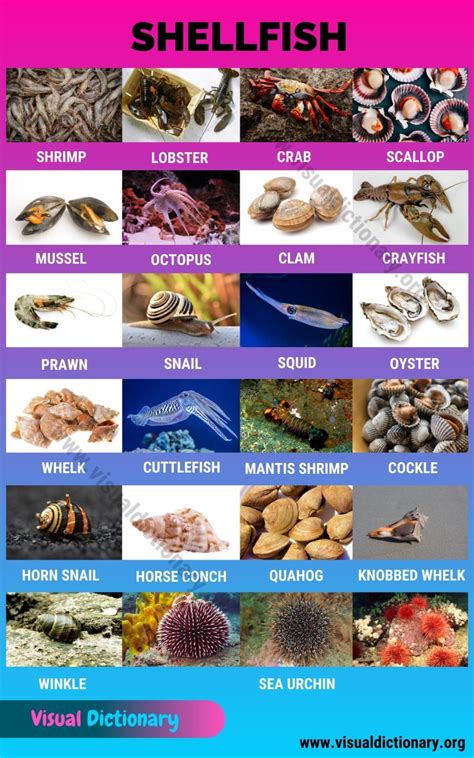 Shellfish 23 Popular Types Of Shellfish All Over The World Visual