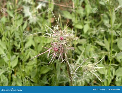 Spiny Flower In An Open Field Stock Image Image Of Spring Thorn 123767275
