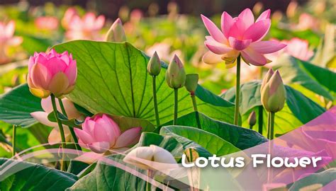 Lotus Flower Flower Appreciation