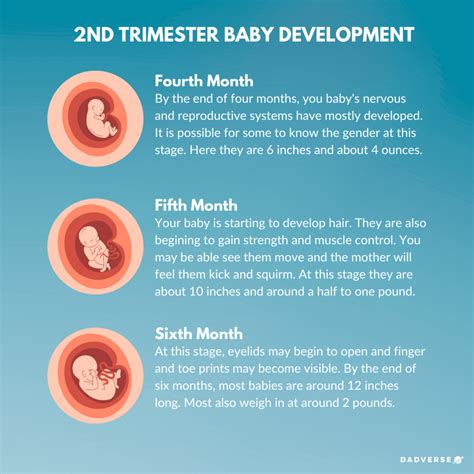 Everything Dads Need To Know About Trimesters And Pregnancy Dadverse