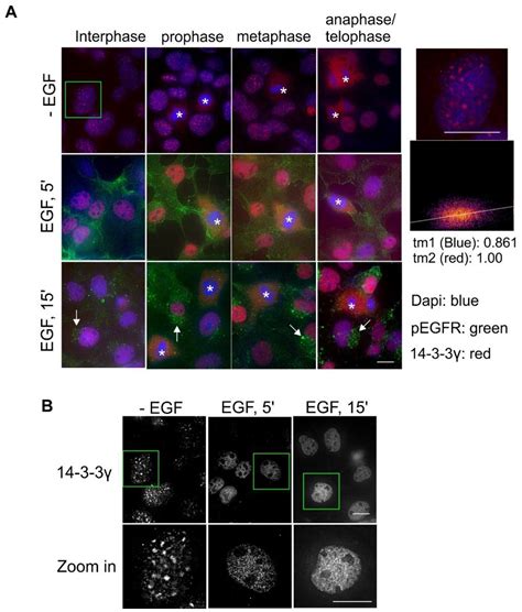 Figure S6 Related To Figure 5 Subcellular Distribution