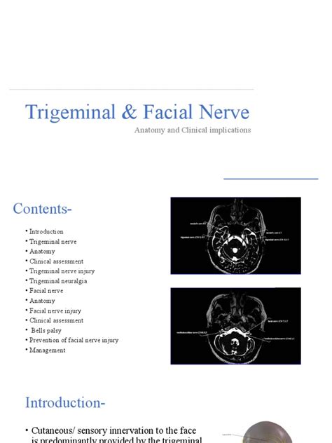 Trigeminal And Facial Nerve Pdf Human Anatomy Human Head And Neck