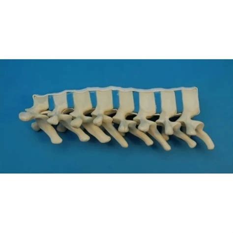 Pvc Thoracic Spine Model At ₹ 5800piece In New Delhi Id 8810877091