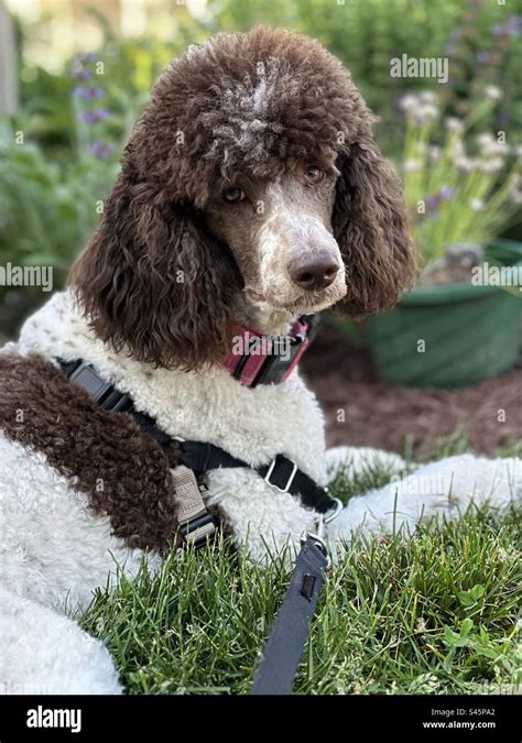 Parti Standard Poodles