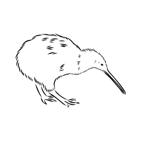 Kiwi Bird Drawing