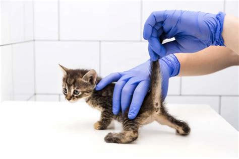 Sexing Kittens How To Determine The Sex Of Your Kitten Cats Com