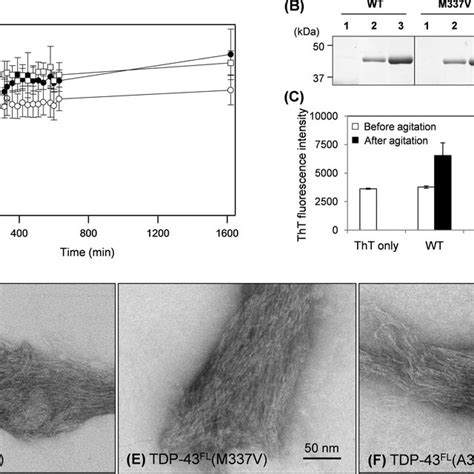 Formation Of Sarkosyl Insoluble Fibrillar Aggregates Of Tdp 43 Fl