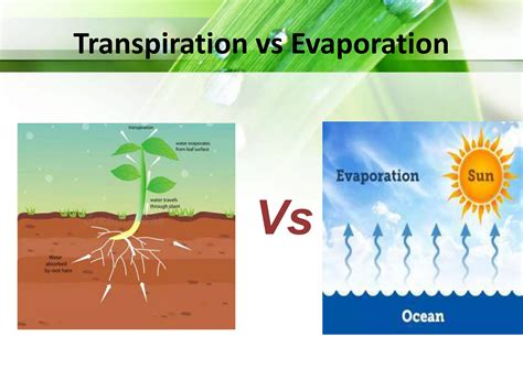 Transpiration And Factors Affecting Transpiration Ppt