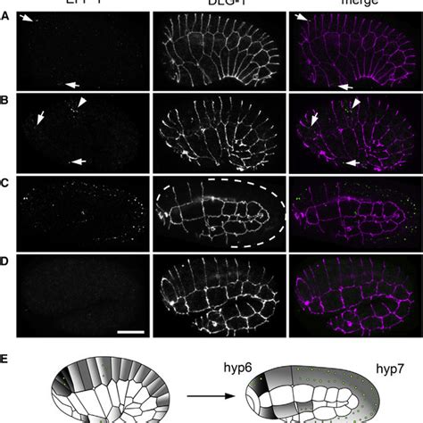 Eff 1 Localizes To Intracellular Puncta Download Scientific Diagram