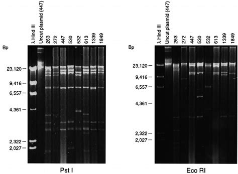 Pst I Or Eco Ri Digested Plasmid Dna Isolated From The Dh10b E Coli Download Scientific