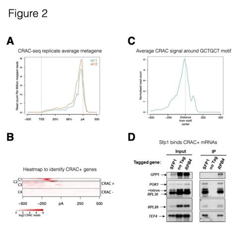 Sfp1 Binds A Group Of Mrnas Around Gctgct Motif A Metagene Profile