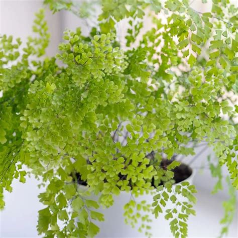 Maidenhair Fern Indoor Plant Adiantum Raddianum In 85cm Pot