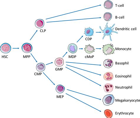 Figure 1 From Regulation Of Microglia And Monocyte Function By The Cytokine Tgf β Thesis For