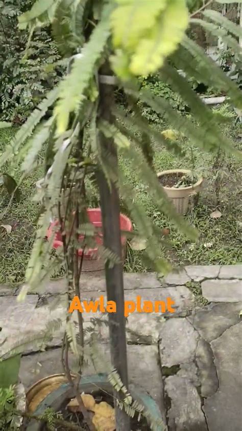 Aawla Ka Plant 🪴🪴gardening Plantutubeshorts Utubesubscribe Youtube