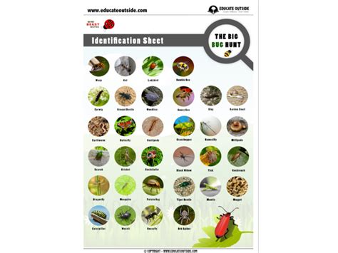 Insect Id Sheets