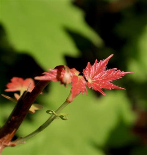 Tiny Leaf R Amateurearthporn