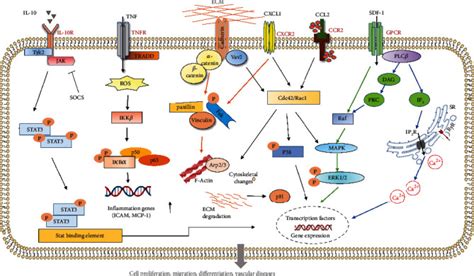 The Microenvironment That Regulates Vascular Wall Stemprogenitor Cells