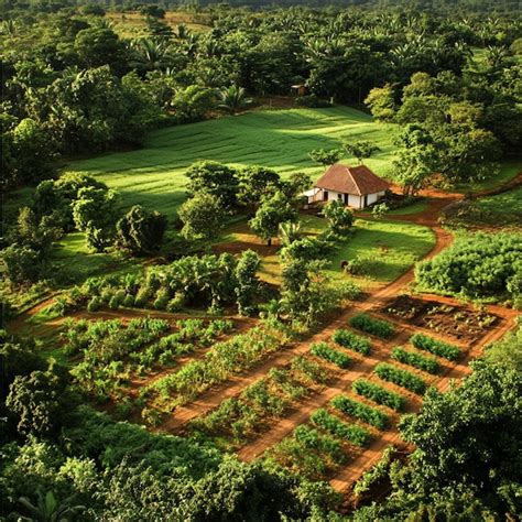 A Farm With A Mix Of Trees And Crops Integrated Into A Sustainable
