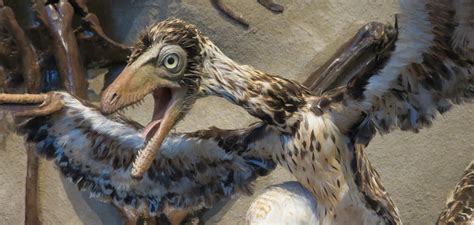 Feathers Hair Or Scales Not Much Difference