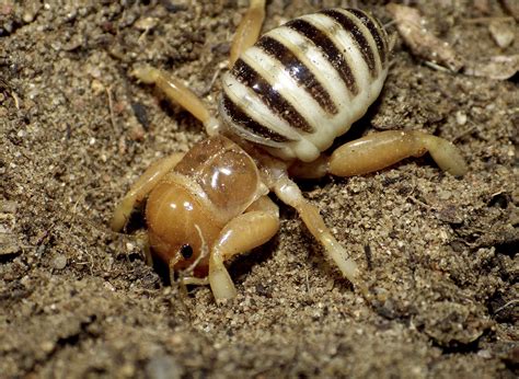 Stenopelmatidae North American Hornet Screening Tool