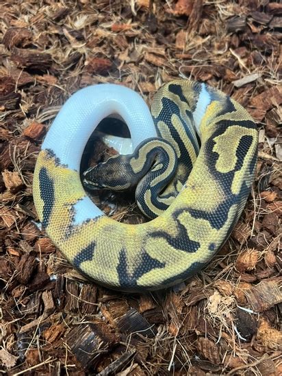 Piebald Ball Python By Mgmorphs