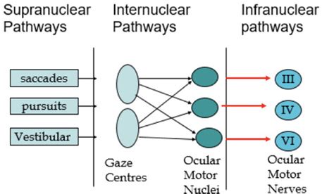 Supranuclear Control Of Conjugate Eye Movements Flashcards Quizlet