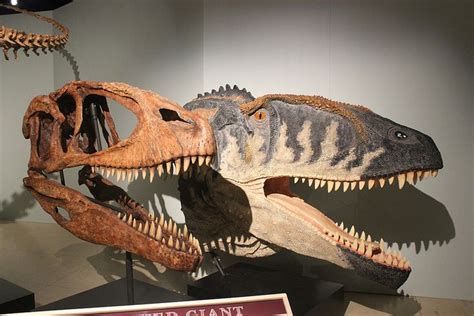 Carcharodontosaurus Skeleton Carcharodontosaurus Skeleton