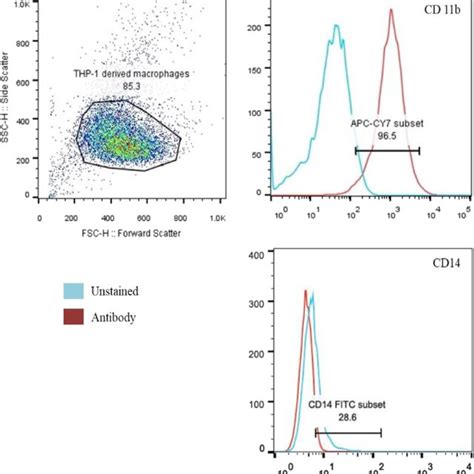 Characterization Of Thp 1 Derived Macrophages The Cells Were Stained