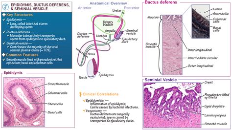 Physiology Epididymis Ductus Deferens And Seminal Vesicle Ditki