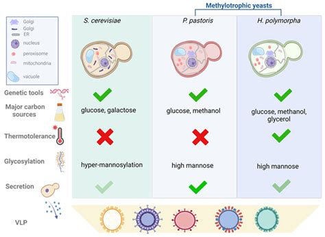 Yeast And Virus Like Particles A Perfect Or Imperfect Couple