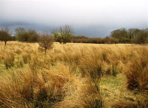 Anatomy Grassland Ask A Biologist