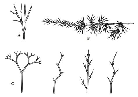 Best Pine Images On Pinterest Pine Tree Pine And Environment