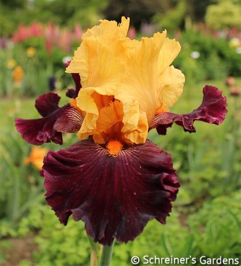 Idol Iris Garden Iris Flash Romantic Evening