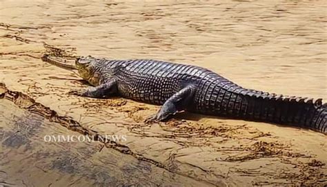 Crocodile Population Declines In Satkosia Odisha