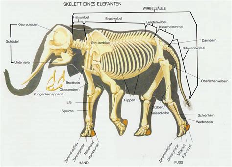Elephant Anatomy Elephant Anatomy Dog Anatomy Animal