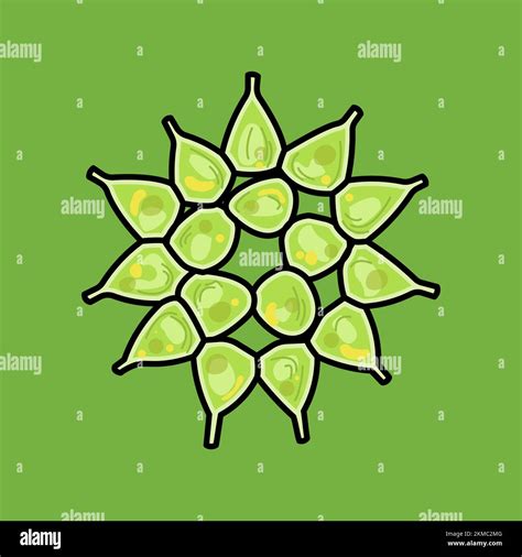 Phytoplankton Clipart